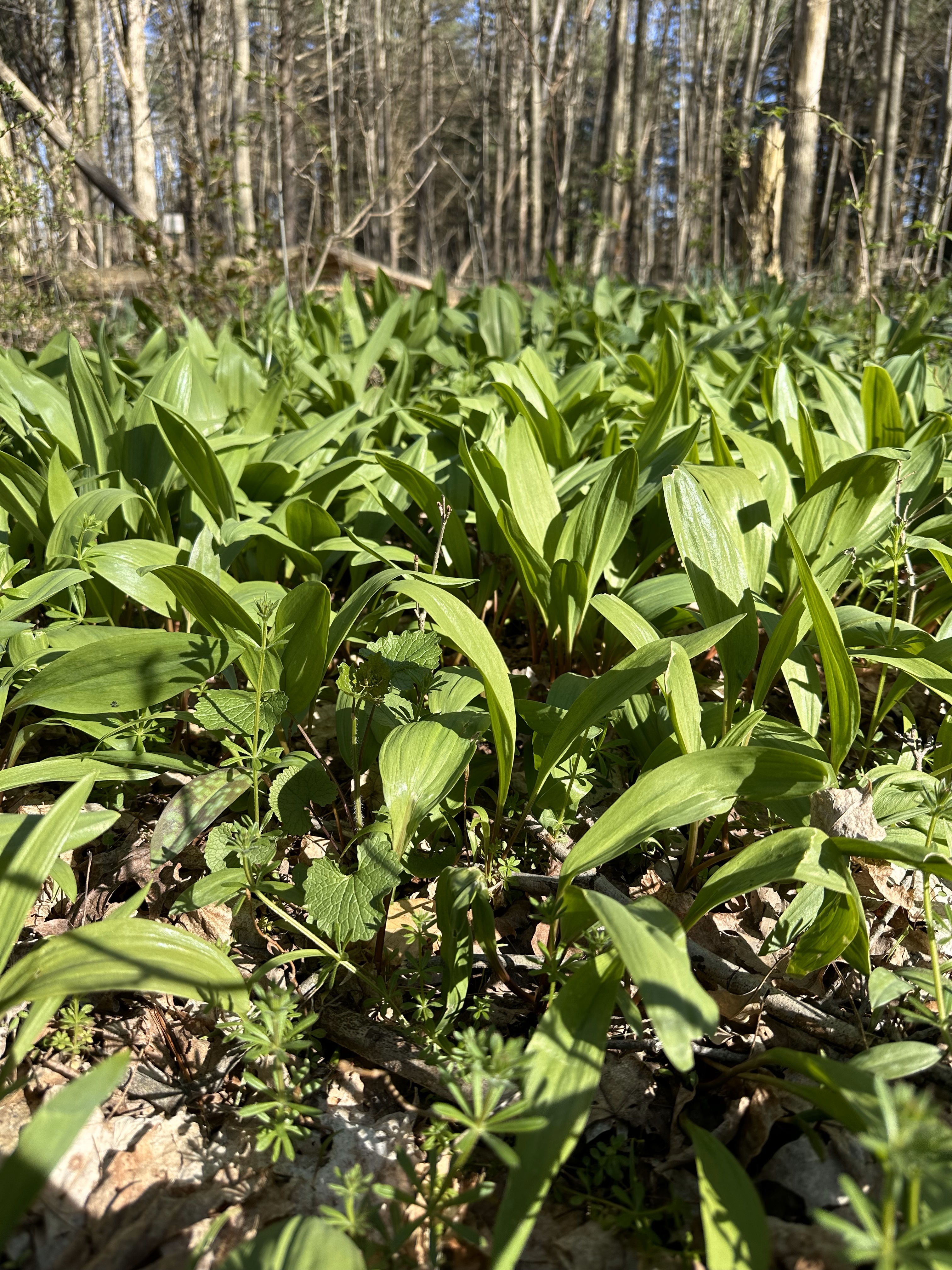 Ramps: Not Just a Plane With a Constant Slope Between Two Points